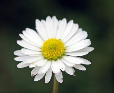 Wildflowers of Benevenagh Spring